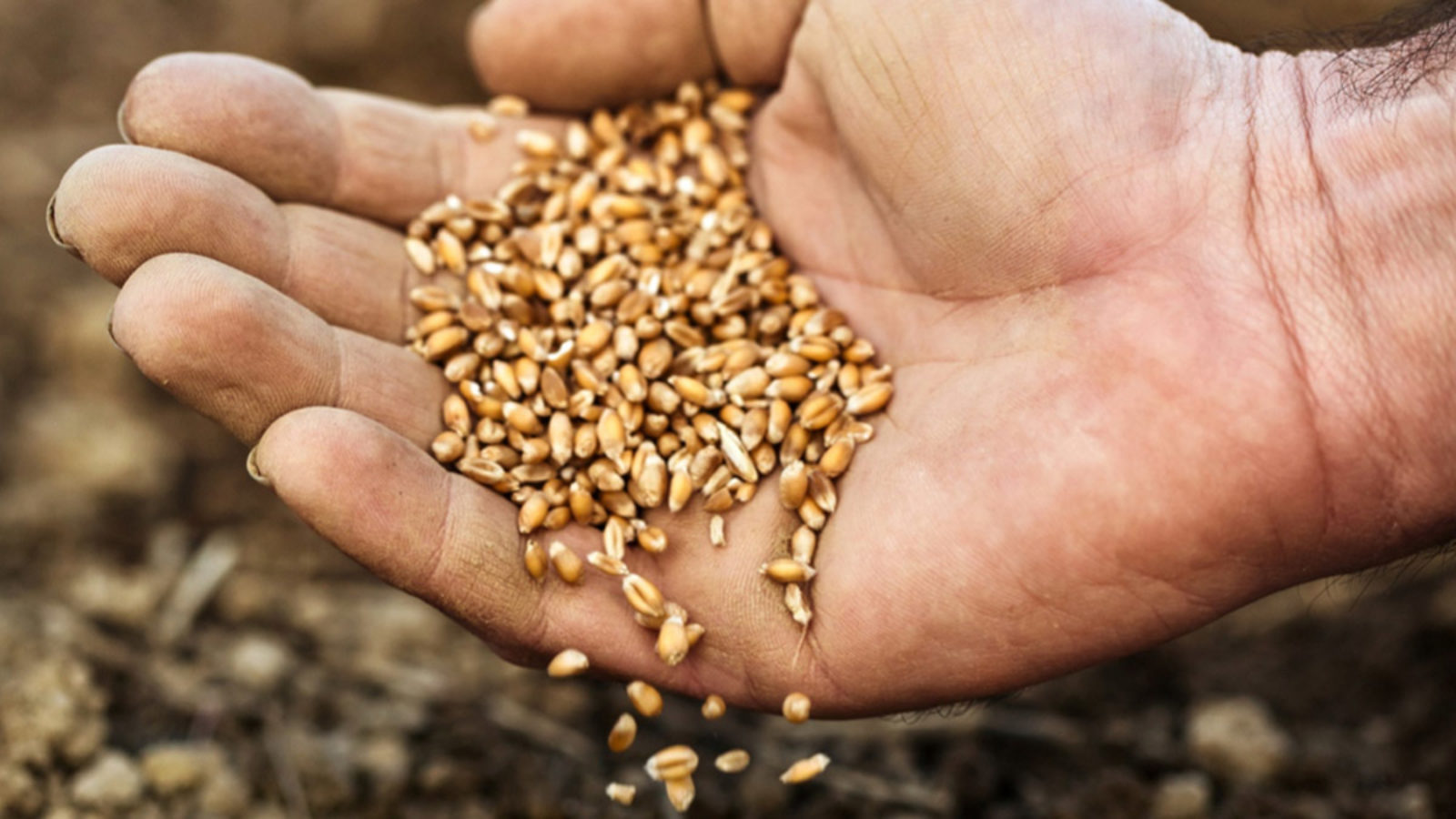 Zaden zijn van iedereen. Zo worden ze weer gemeengoed – MaatschapWij